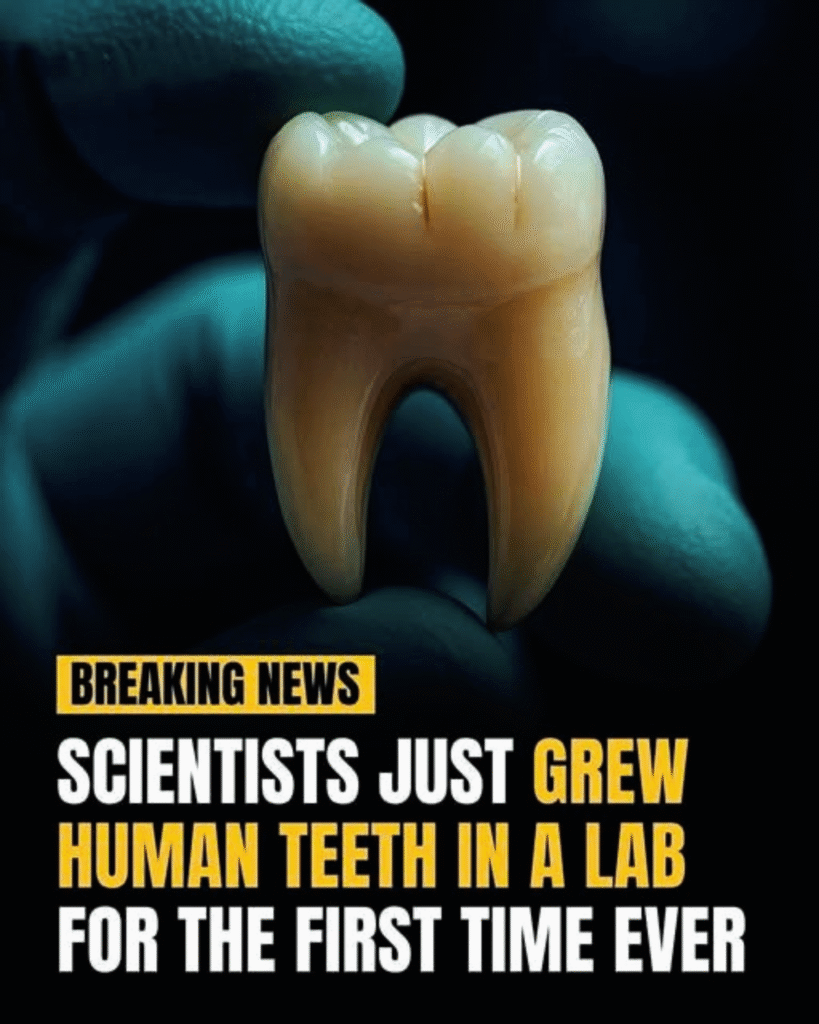 Scientists Make History by Growing the First Completely Formated Tooth ...